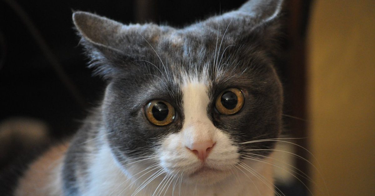 Chat : 5 signes qui prouvent qu'il est triste