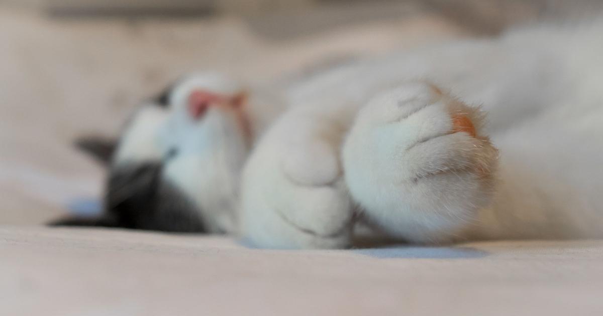 Chat : Quand il pétrit avec ses pattes, ce n'est pas seulement pour un ...