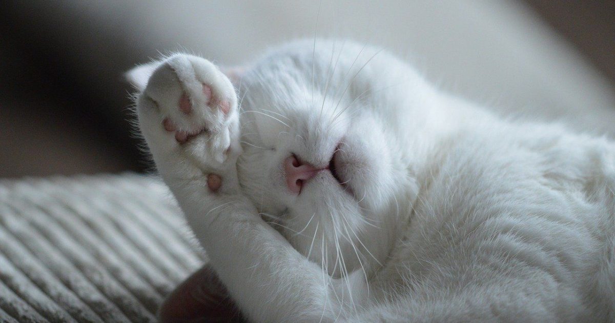 Chat : s'il vient sur vos genoux, ce n'est pas uniquement parce qu'il ...