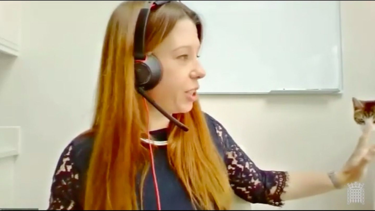 Un chat s'invite en pleine conférence du Parlement anglais et ...