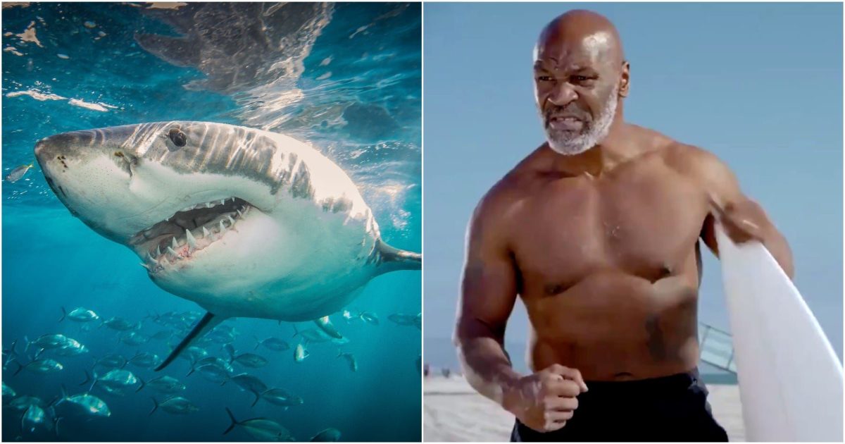 Mike Tyson va affronter un requin géant