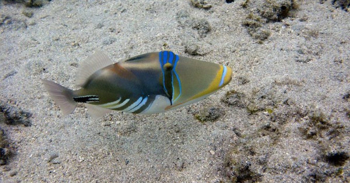 Un mystérieux poisson sévit en Méditerranée : des morsures 'vives ...