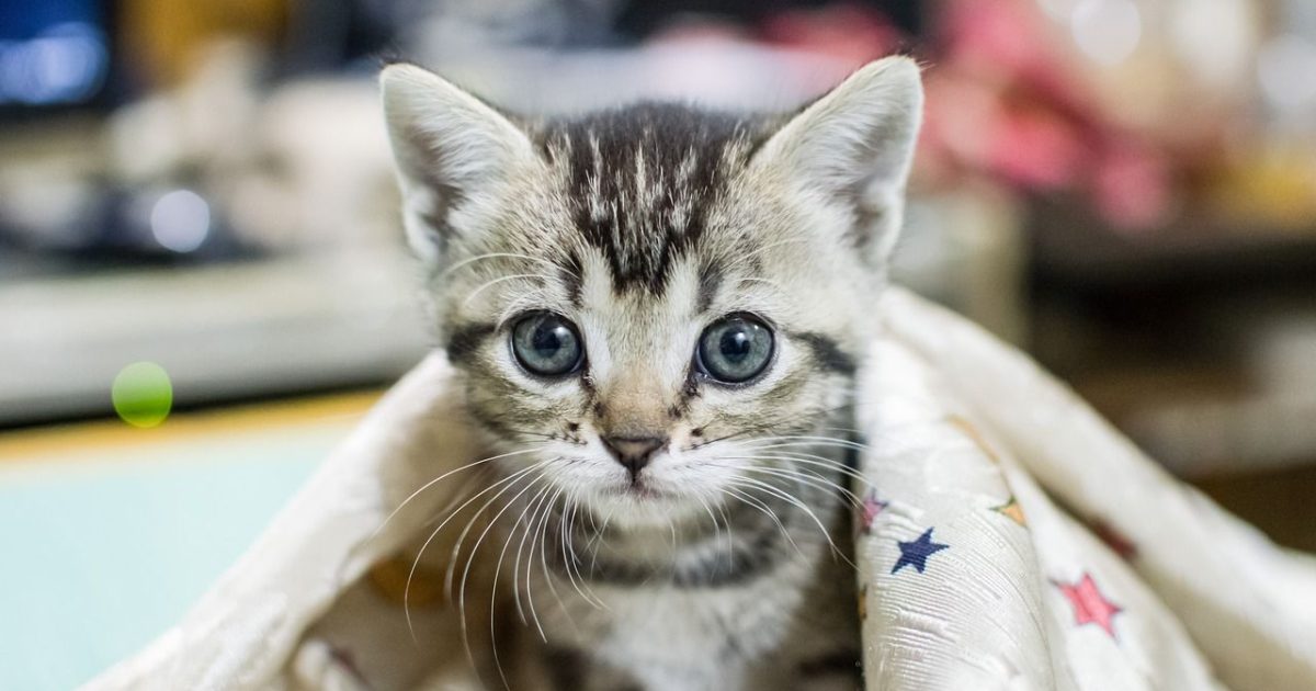 Le chat développerait les mêmes traits de personnalité que son 'humain'