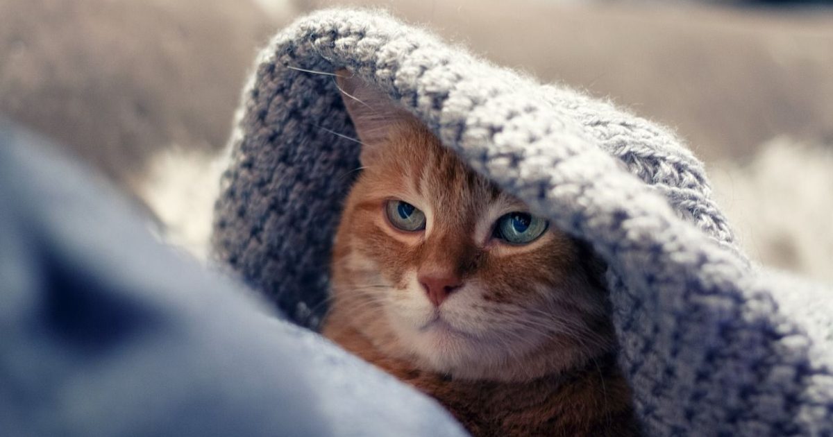 Chat : S'il vient sur vos genoux, ce n'est pas juste parce qu'il veut ...