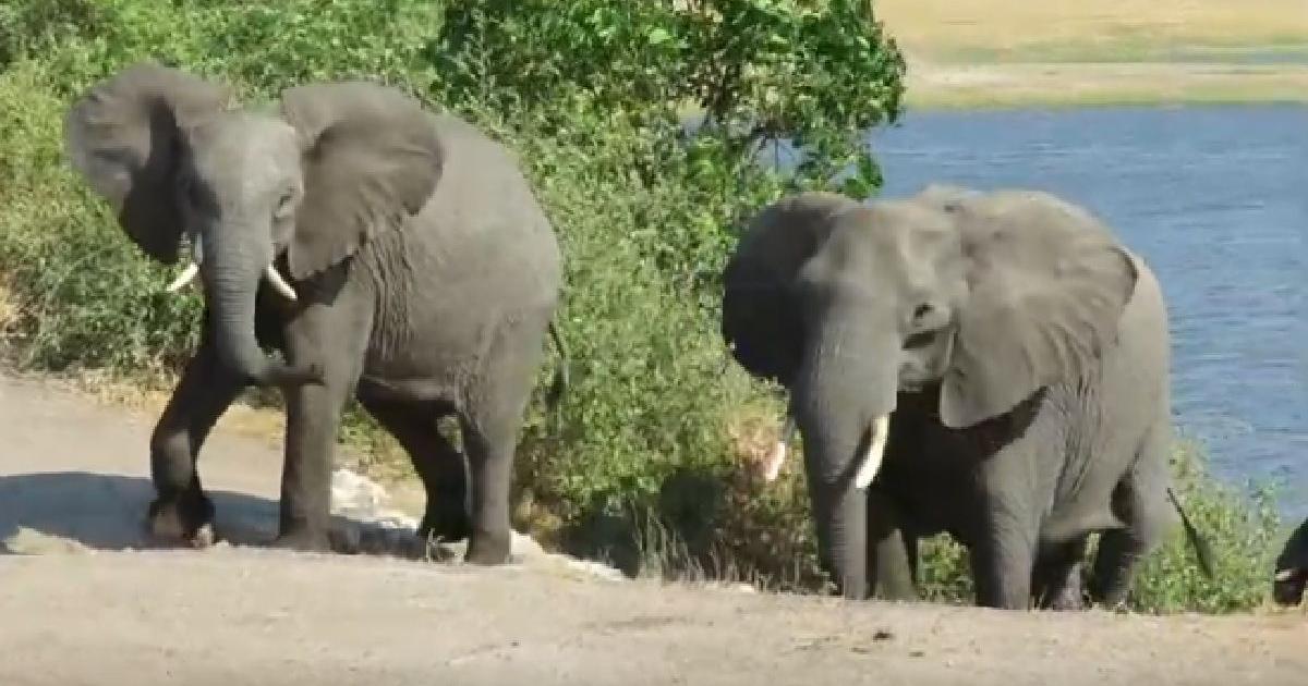 Botswana: Wildlife officials attribute mass death of elephants to ...