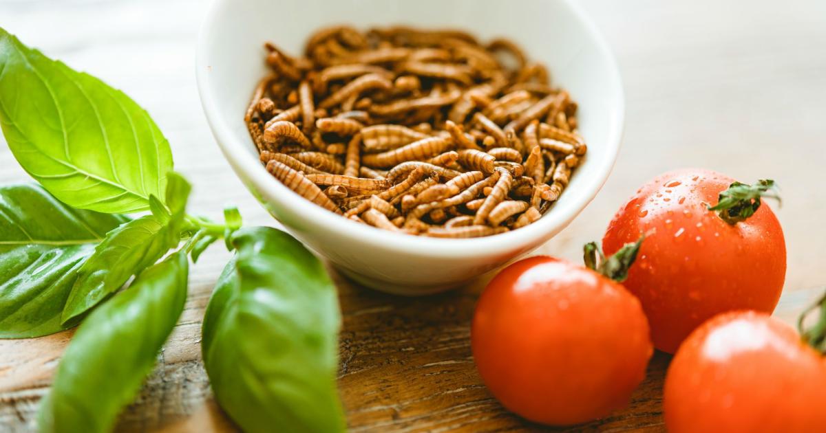 Alimentation : salade, brownie... 6 plats à base d'insectes
