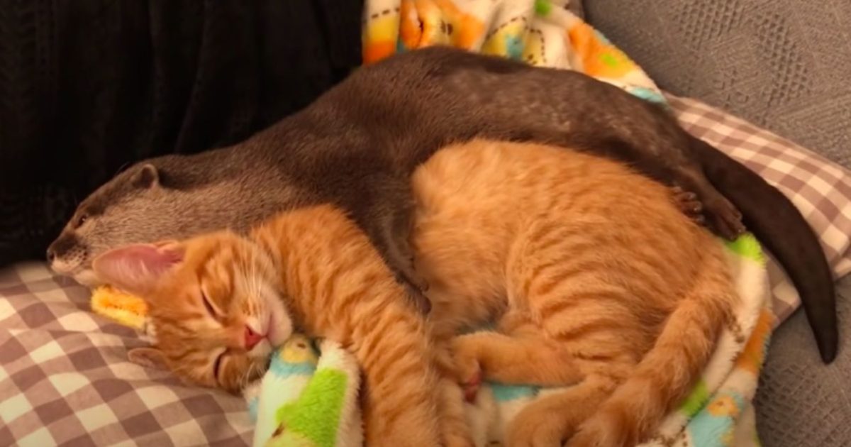 La relation unique entre un chat et une loutre inséparables fait le ...
