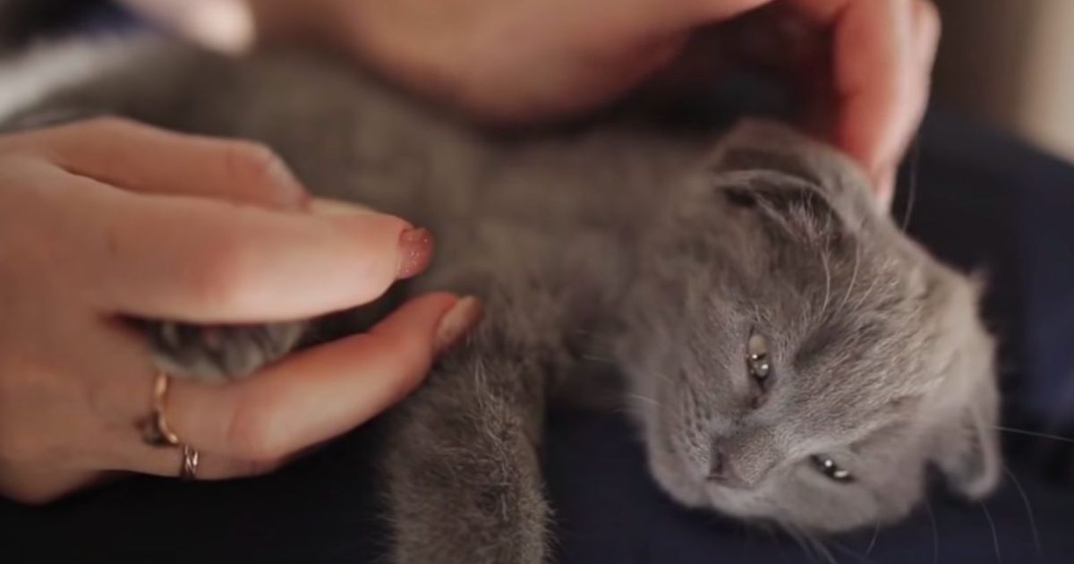 Si votre chat s'installe sur vos genoux ce n'est pas uniquement parce ...