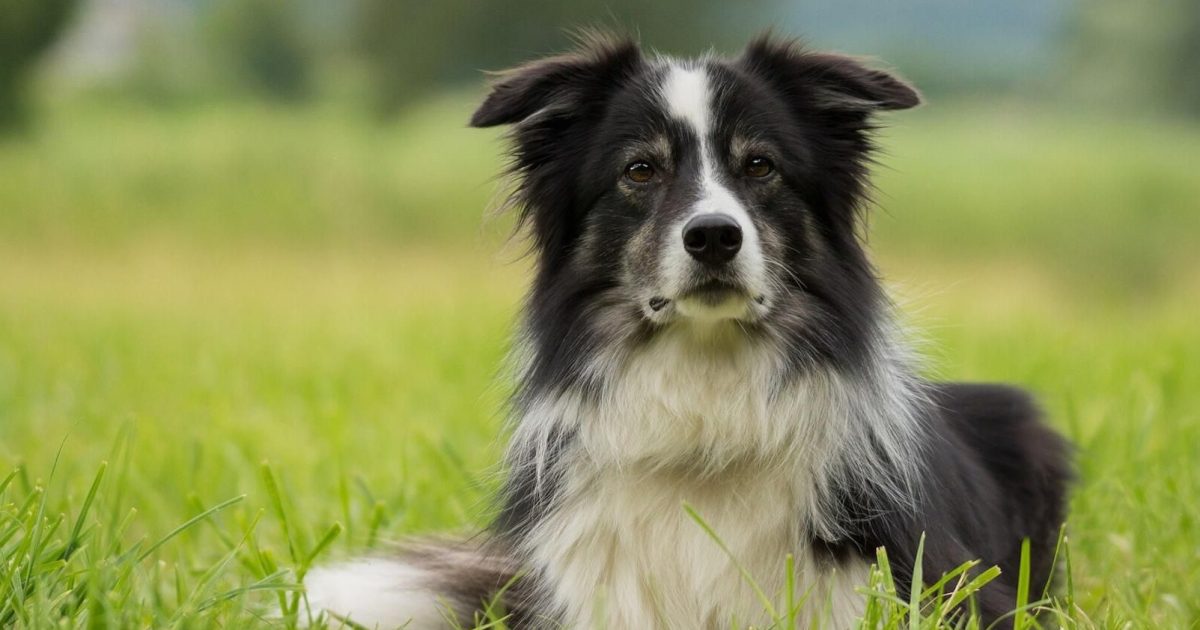 Al morir, un hombre le deja 4 millones de euros a su perro y nadie sabe ...