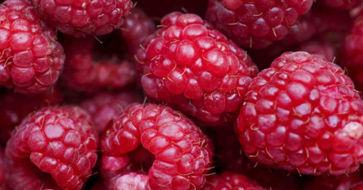 5 benefícios da framboesa para a saúde