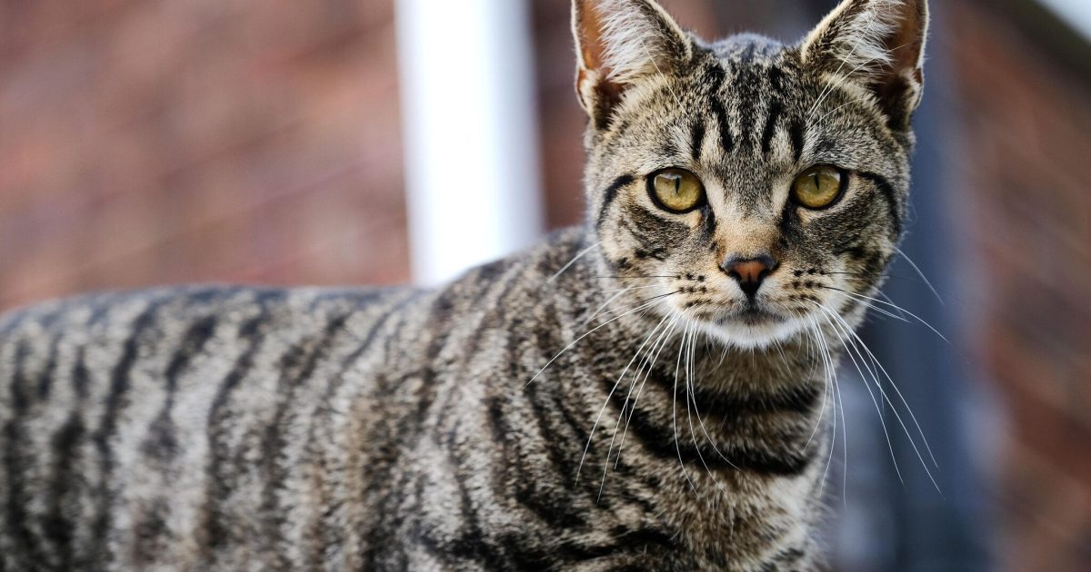 5 fatos pouco conhecidos sobre os gatos