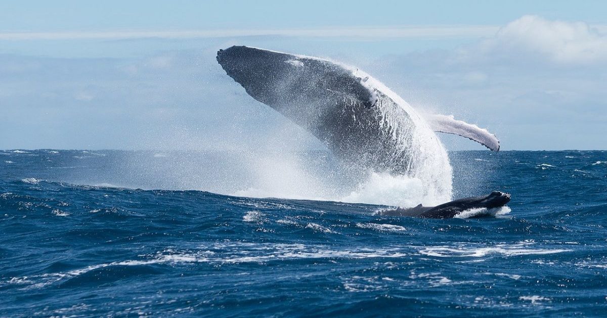Les baleines à bosse apprennent durant leur migration les mélodies d’autres colonies