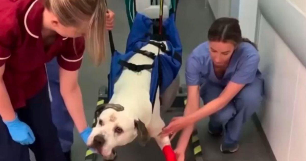 Un perro vuelve a caminar tras ser atropellado y quedarse parapléjico ...