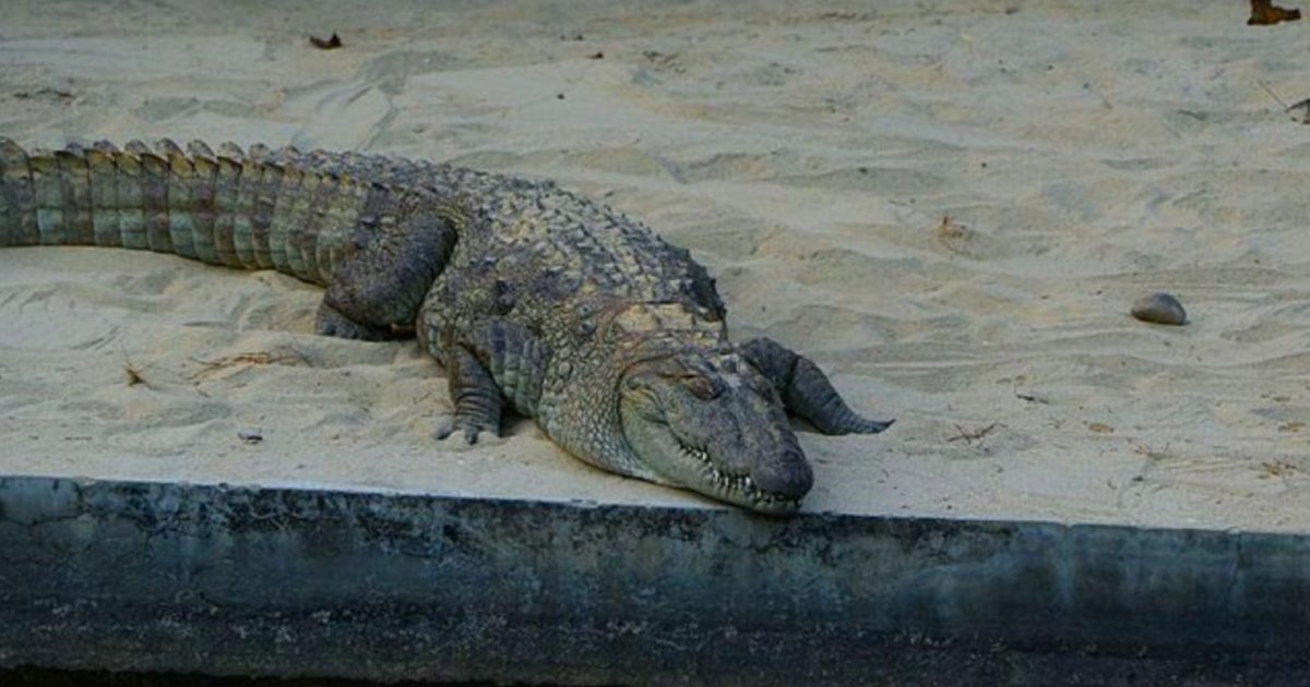 Hallan el cuerpo de un niño de dos años en las fauces de un caimán en ...