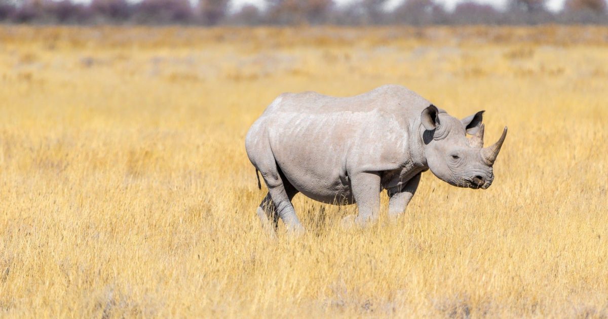 Rinoceronte bianco: creati embrioni per tentare di salvare la specie