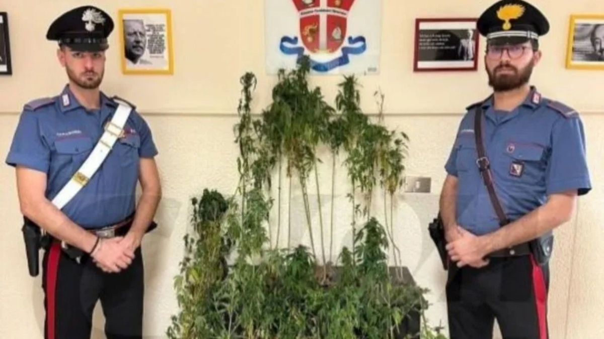 Mesoraca, scoperta piantagione di marijuana: 29 piante sequestrate dai ...