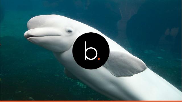 Beluga singing along to this diver's song will make you emotional