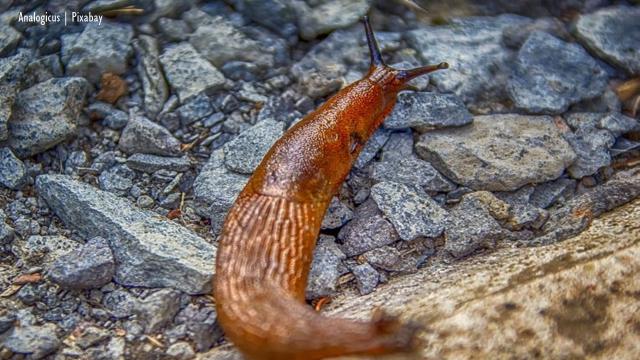 Australia: Young man dies eight years after eating a slug