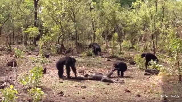 Chimpanzee Politics: Ousted tyrannical leader killed and cannibalized