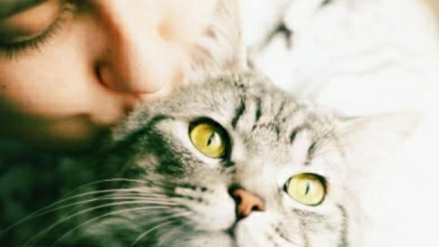 5 façons de montrer à un chat qu'on l'aime