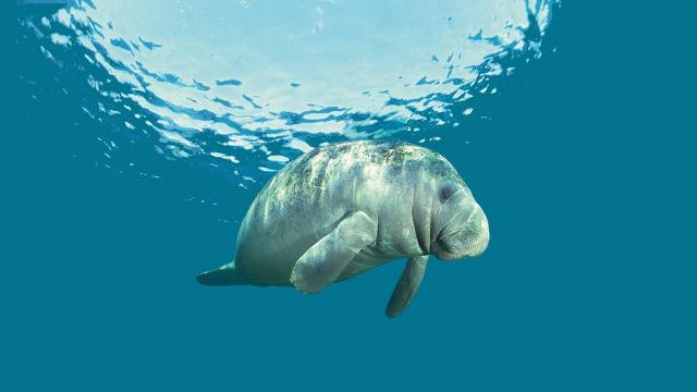 7 curiosità sui lamantini, gli splendidi mammiferi acquatici che ...