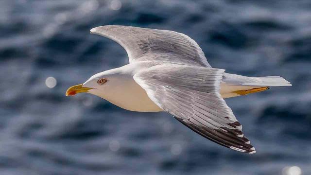 Andrea Loris Stival news shock: violentato prima di essere ucciso, si ...